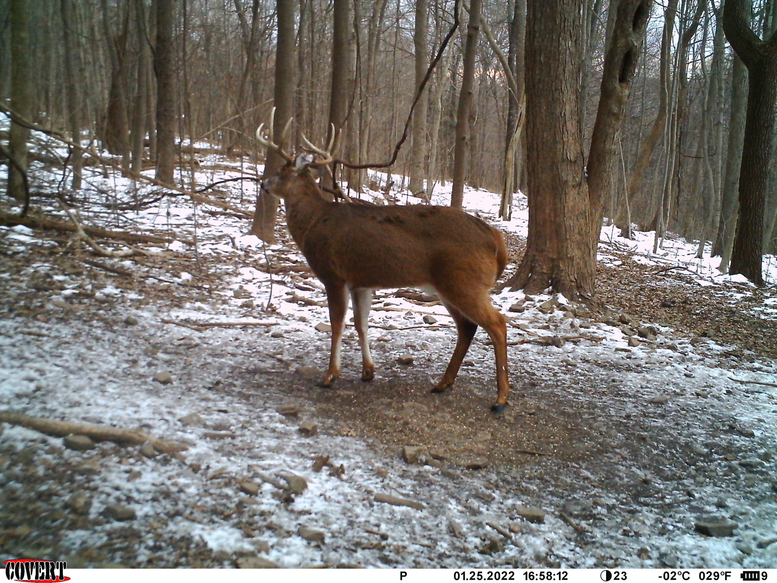 IMAG1778 – Pawpaw Hill Hunting